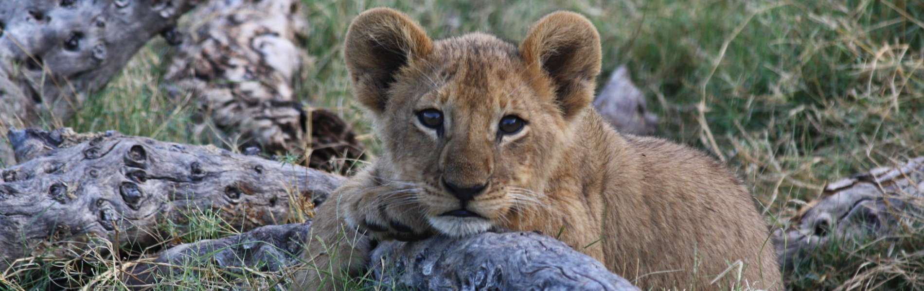 Okavango Encounter – Chief’s Island – ex Maun – Day Excursions